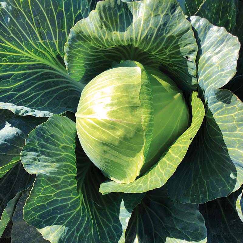Cabbage Storage #4 F1 Seed – Harris Seeds