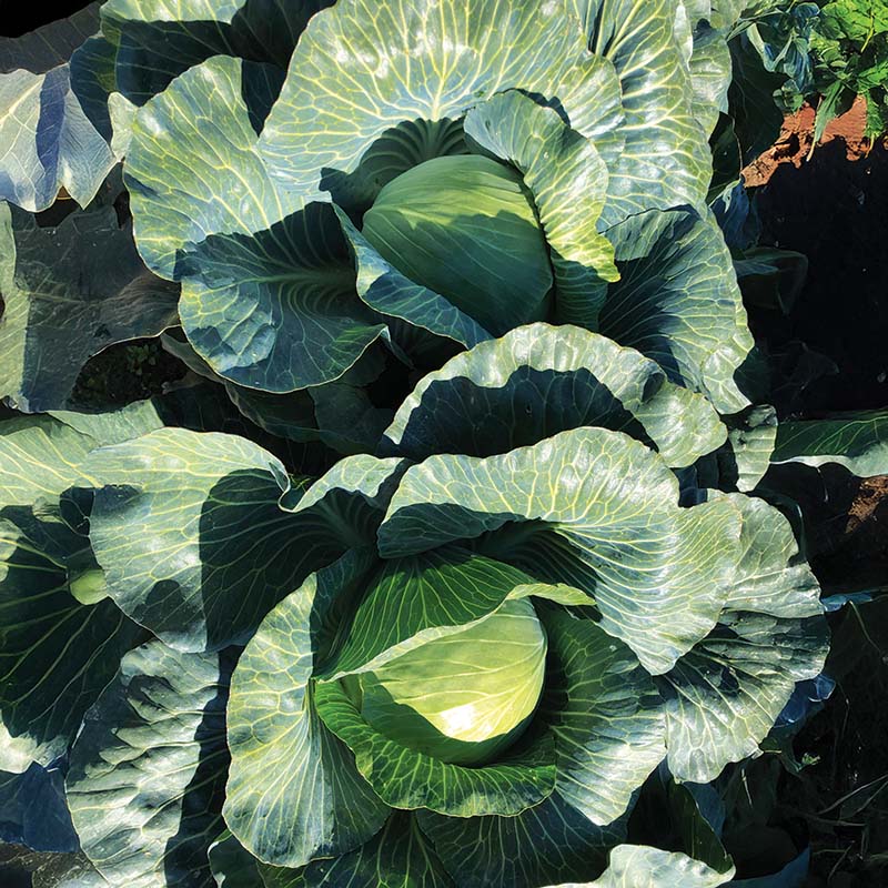 Cabbage Storage #4 F1 Seed – Harris Seeds