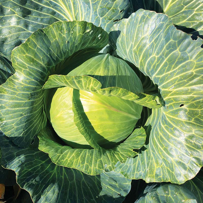 Cabbage Storage #4 F1 Seed – Harris Seeds