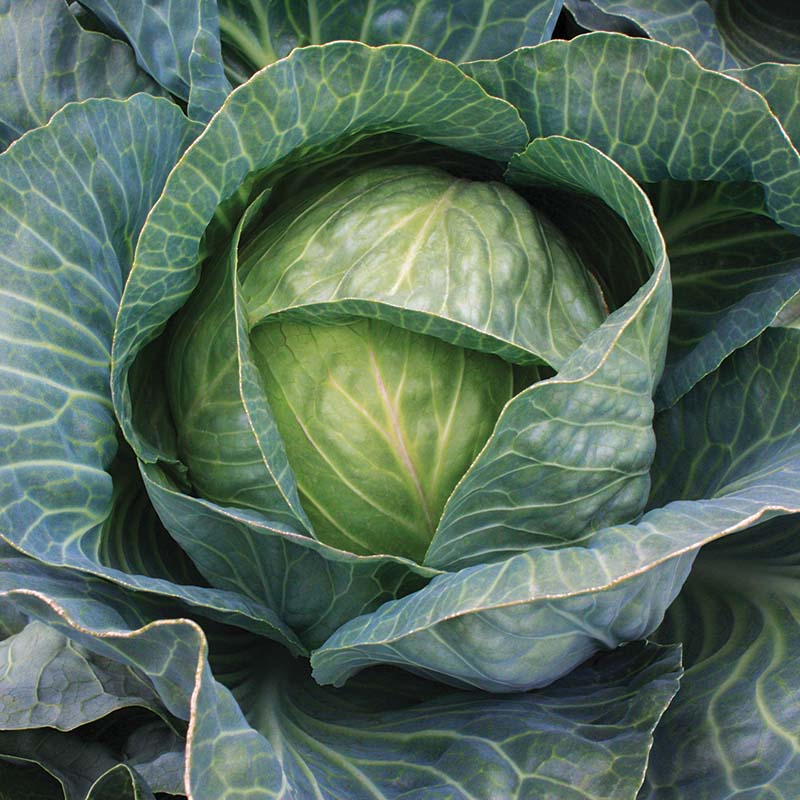 Cabbage Storage #4 F1 Seed – Harris Seeds