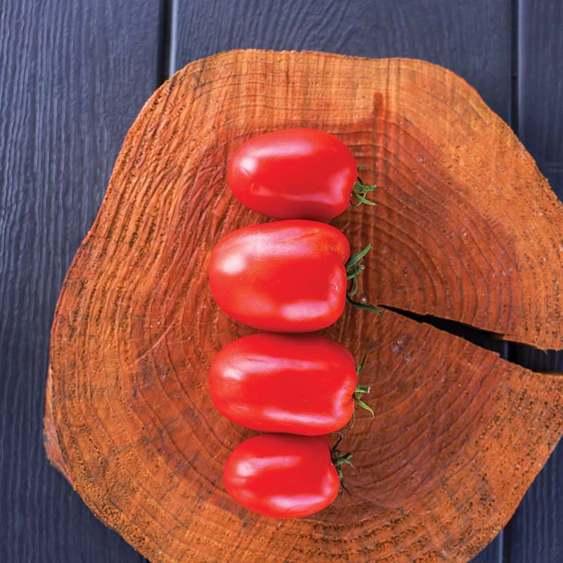 Tomato Atrevido F1 Seed – Harris Seeds