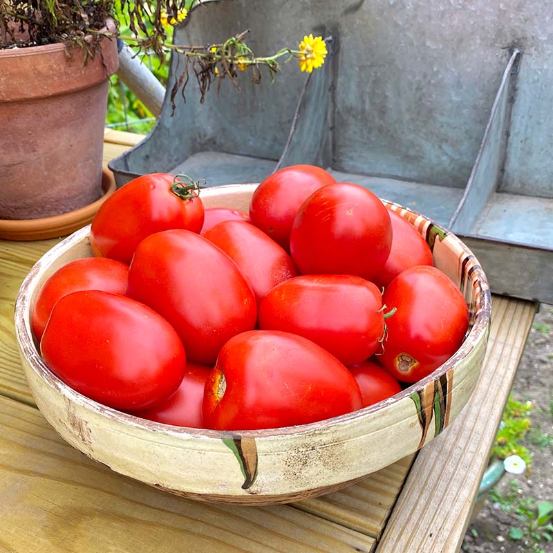 Tomato Atrevido F1 Seed – Harris Seeds