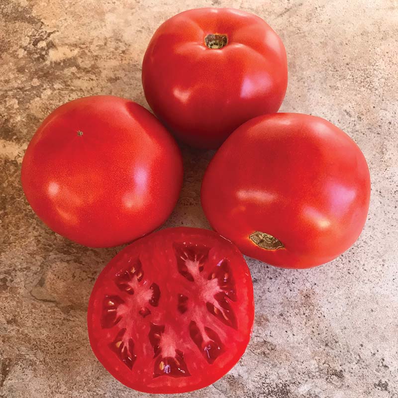 Tomato STM 2255 F1 Seed – Harris Seeds