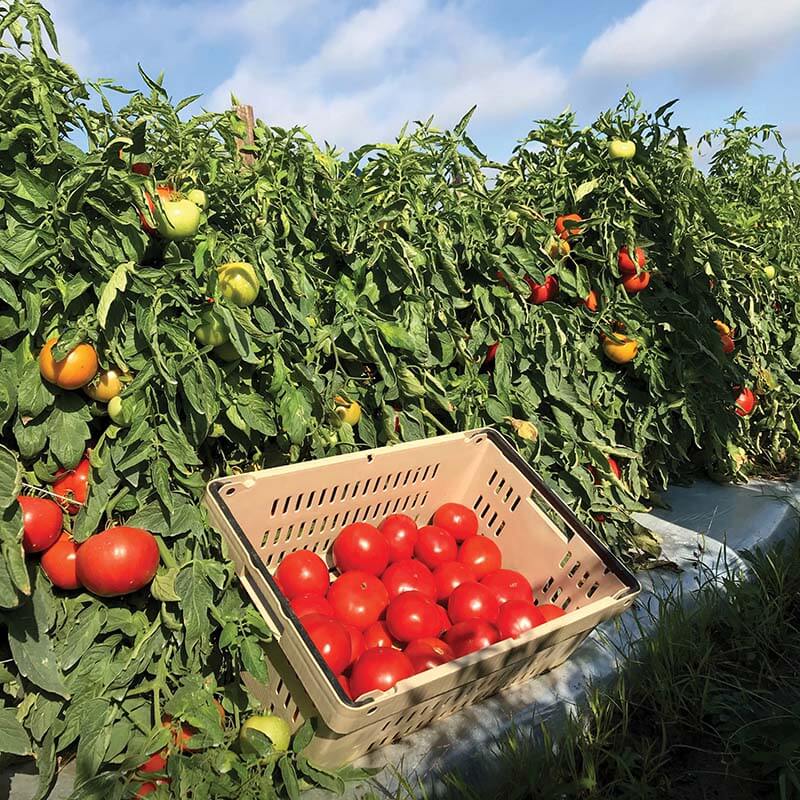 Tomato STM 2255 F1 Seed – Harris Seeds