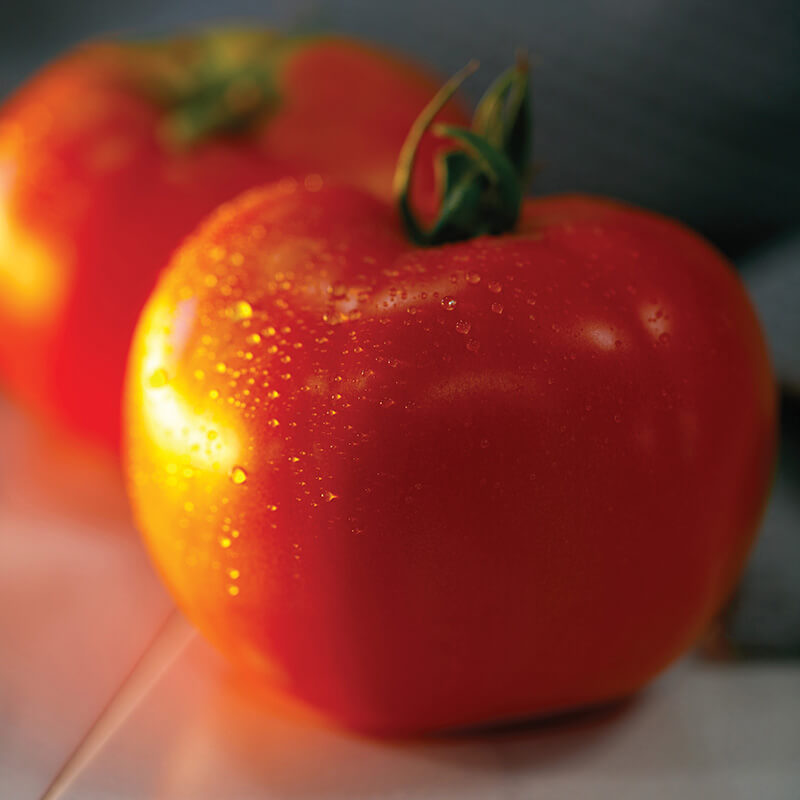 Tomato STM 2255 F1 Seed – Harris Seeds