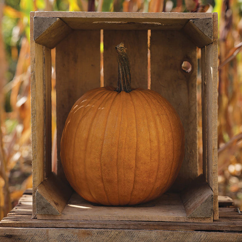 Pumpkin Spicy Mocha F1 Seed – Harris Seeds