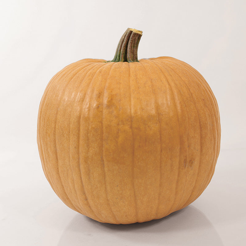 Pumpkin Spicy Mocha F1 Seed – Harris Seeds