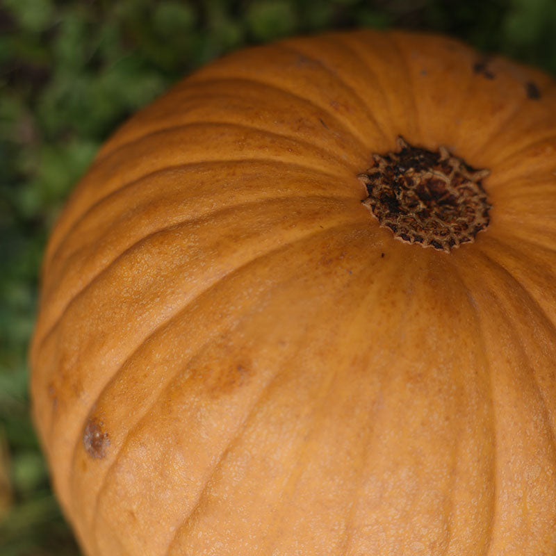 Pumpkin Spicy Mocha F1 Seed – Harris Seeds