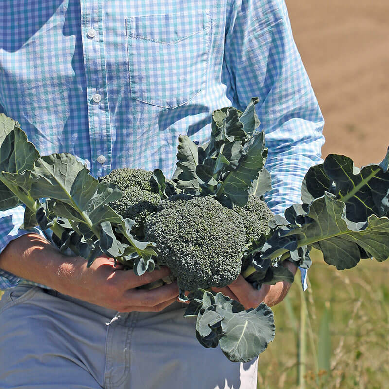 Broccoli Covina F1 Organic Seed – Harris Seeds