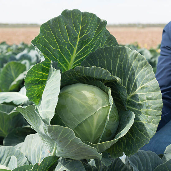 Cabbage Bronco F1 Organic Seed – Harris Seeds
