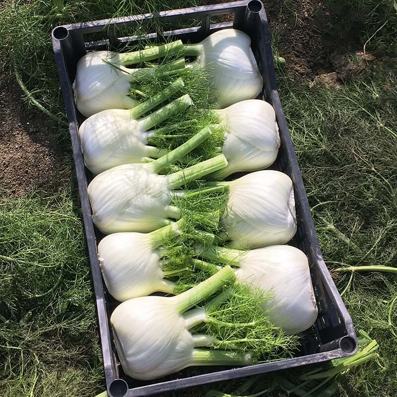 Fennel Dragon F1 Organic Seed – Harris Seeds