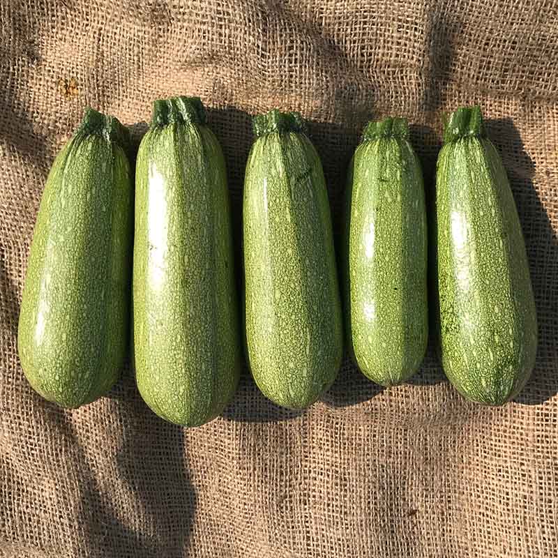 Squash Mexicana F1 Organic Seed – Harris Seeds