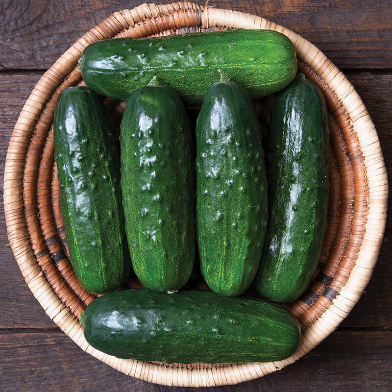 Cucumber Provision F1 Organic Seed – Harris Seeds