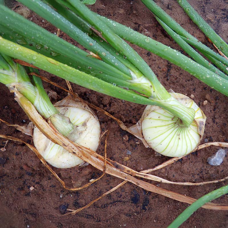 Onion Super Star F1 Live Plants – Harris Seeds