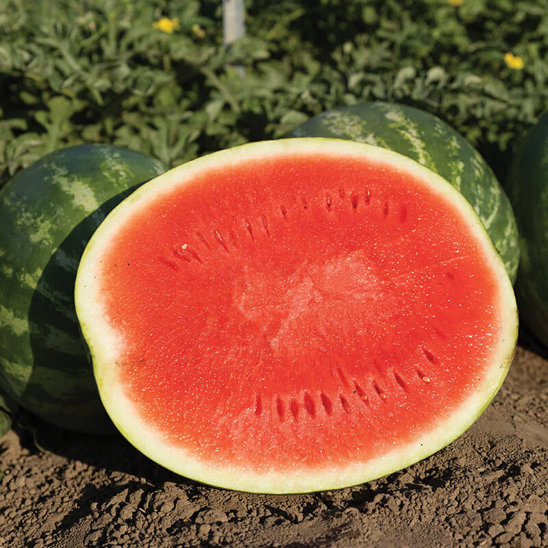 Watermelon Eleanor F1 Seed – Harris Seeds