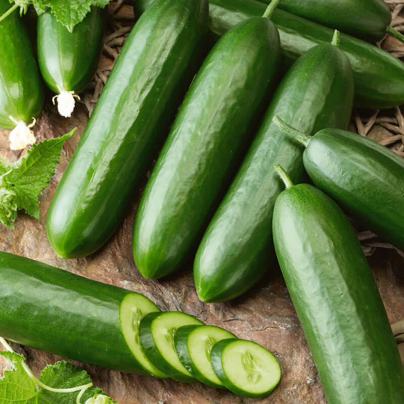 Cucumber Snack F1 Seed – Harris Seeds