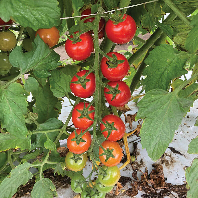Tomato Unicorn F1 Seed – Harris Seeds