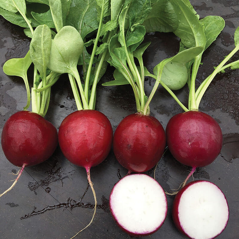 Radish Purpella F1 Seed – Harris Seeds