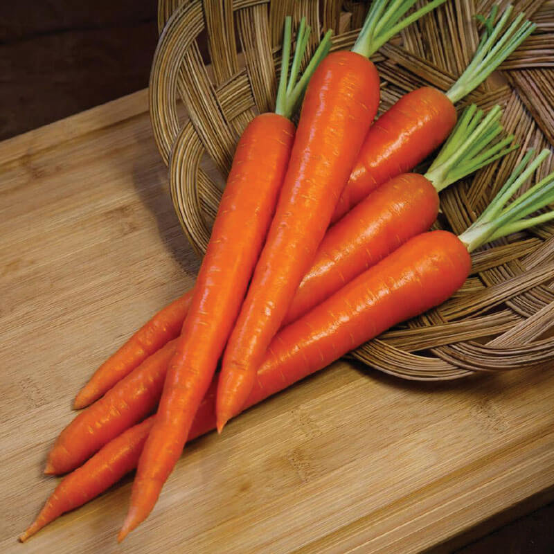 Carrot Intrepid F1 Seed – Harris Seeds