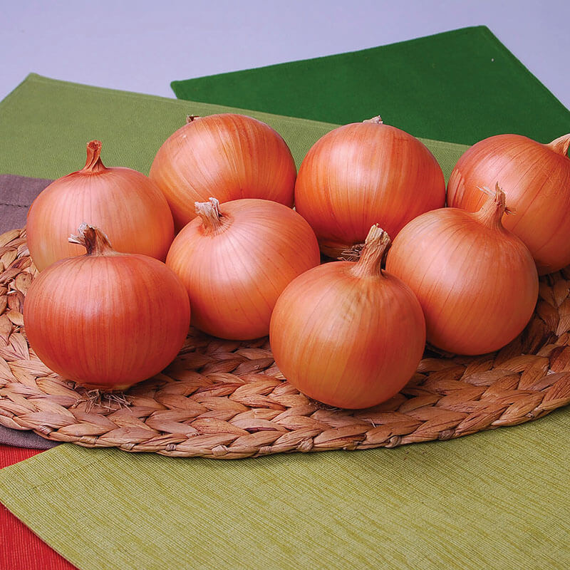 Onion Super Star F1 Harris Seeds Jessica (@fromdreamtoseed) Five Of