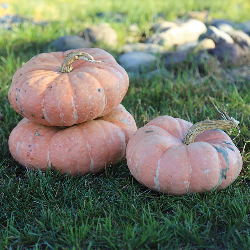 Pumpkin Colorado Sun F1 Seed – Harris Seeds