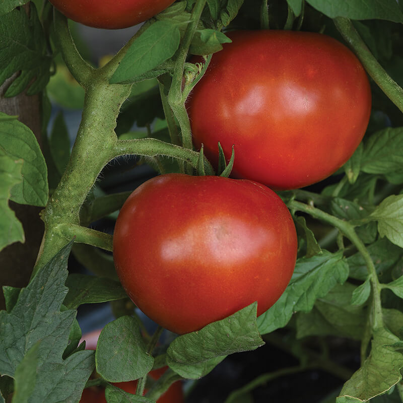 Tomato Loki F1 Seed – Harris Seeds