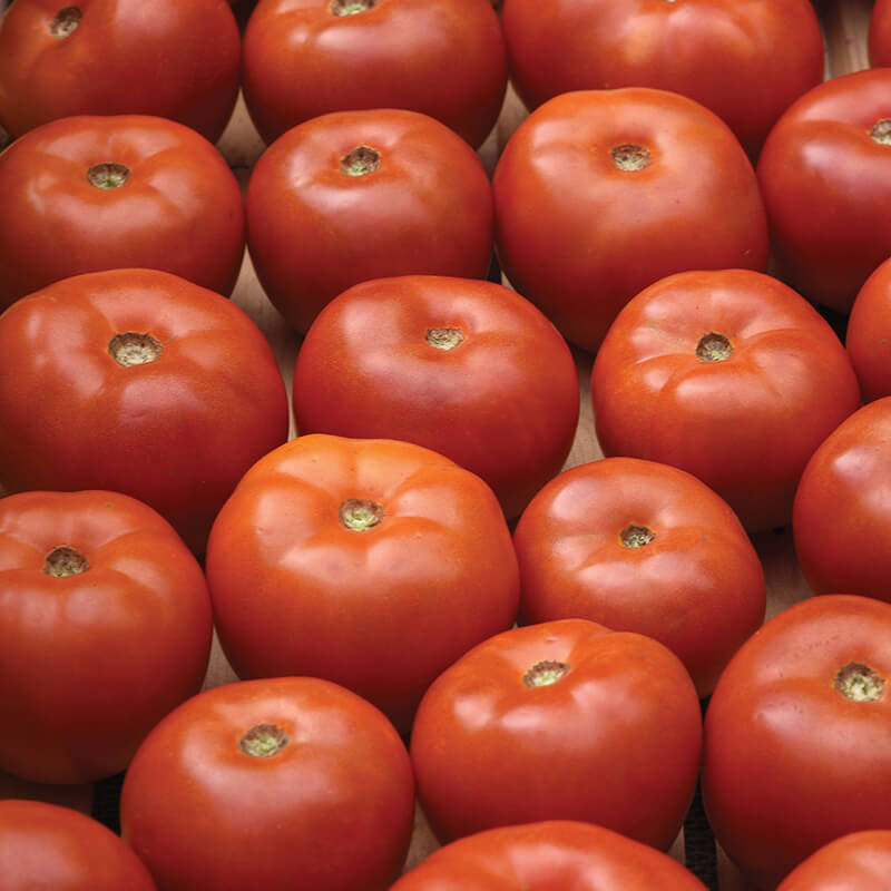 Tomato Loki F1 Seed – Harris Seeds