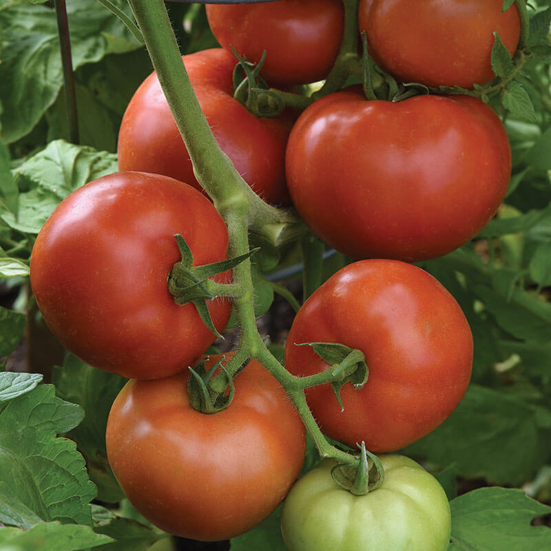 Tomato Loki F1 Seed – Harris Seeds