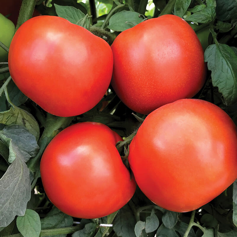 Tomato Rambler F1 Seed – Harris Seeds