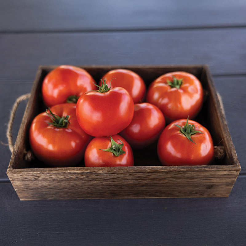 Tomato Rambler F1 Seed – Harris Seeds