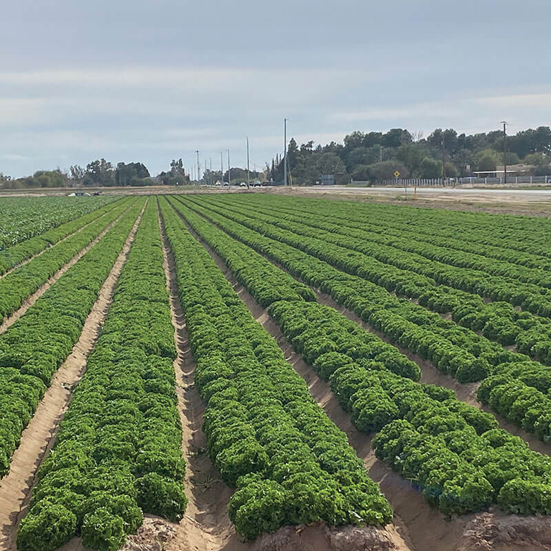 Lettuce Hulk Seed – Harris Seeds