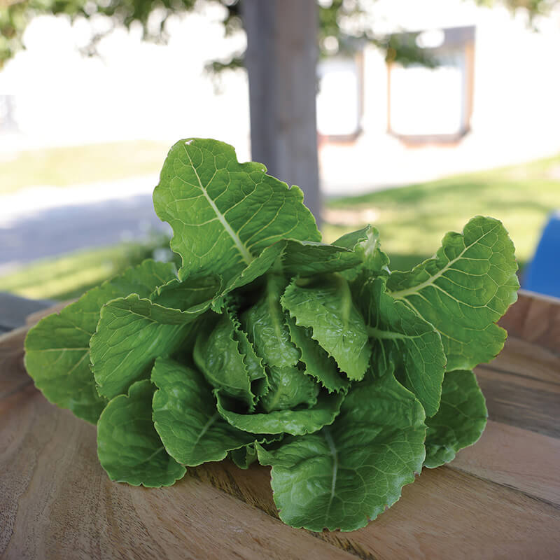 Lettuce Bluerock Seed – Harris Seeds