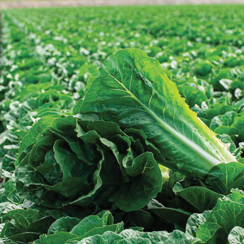 Lettuce Bluerock Seed – Harris Seeds