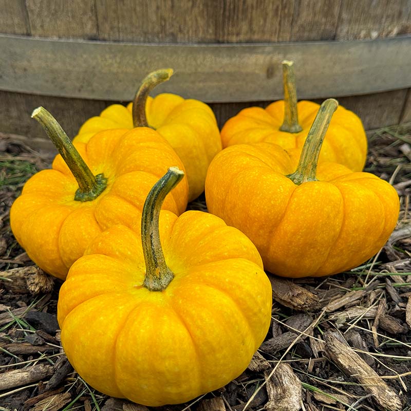 Pumpkin Yellow Jacket F1 Seed – Harris Seeds