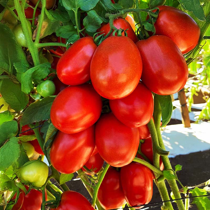 Tomato Inca F1 Seed – Harris Seeds