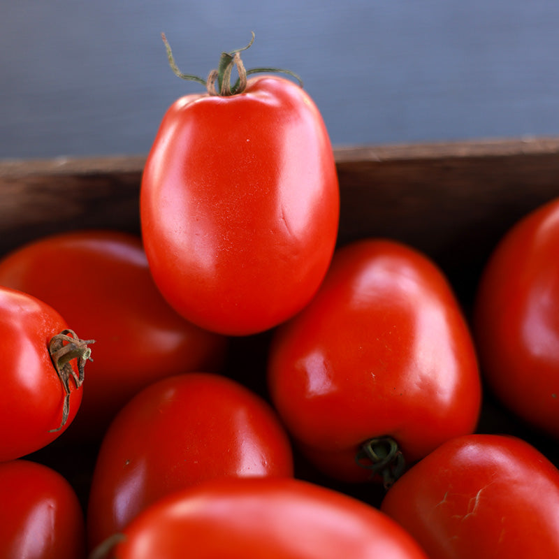 Tomato Inca F1 Seed – Harris Seeds