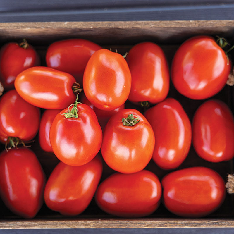 Tomato Inca F1 Seed – Harris Seeds