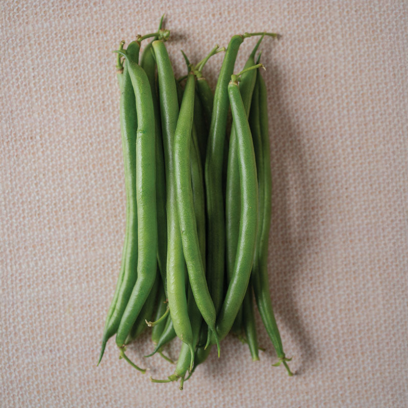 Bean Red Tail Seed – Harris Seeds