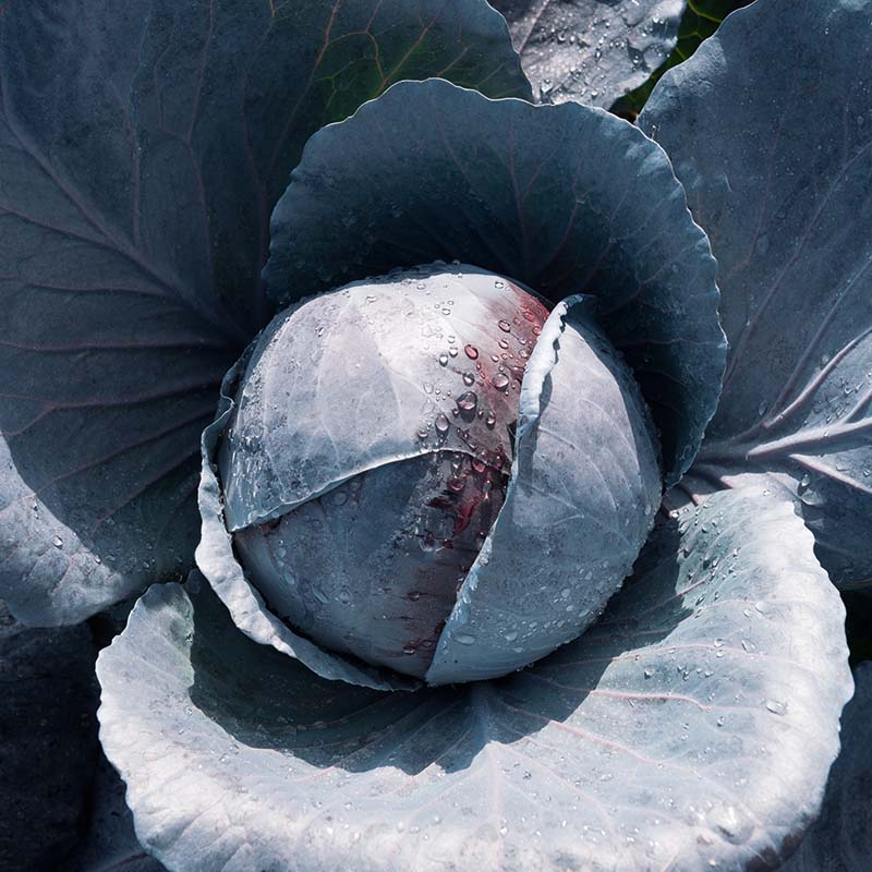 Cabbage Primero F1 Seed – Harris Seeds