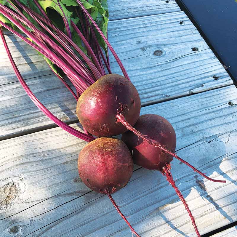 Beet Sedona F1 Seed – Harris Seeds