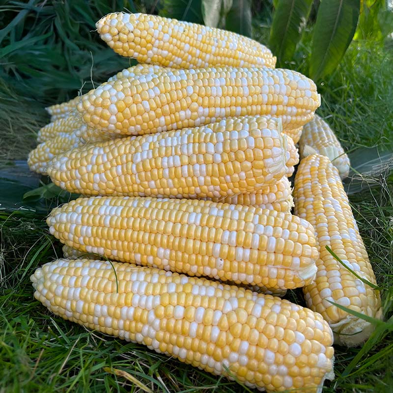 Sweet Corn Cosmic F1 Seed – Harris Seeds