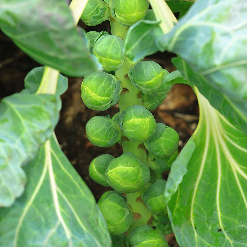 Brussels Sprouts Gustus F1 Seed – Harris Seeds