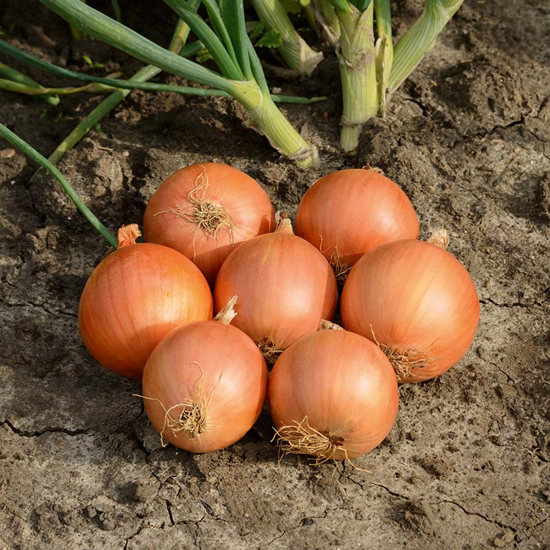 Onion Oneida F1 Seed – Harris Seeds