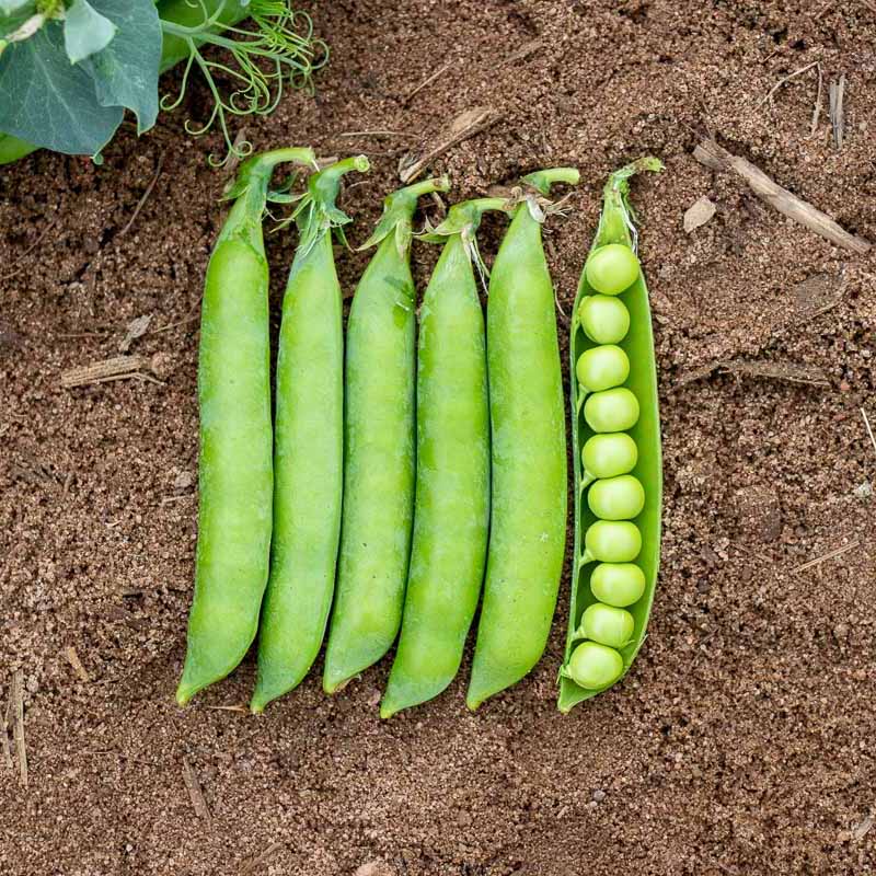 Pea PLS 167 Seed – Harris Seeds