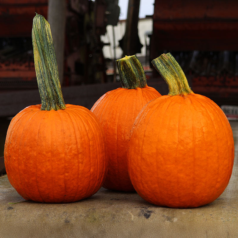 Pumpkin Fort Knox F1 Seed – Harris Seeds