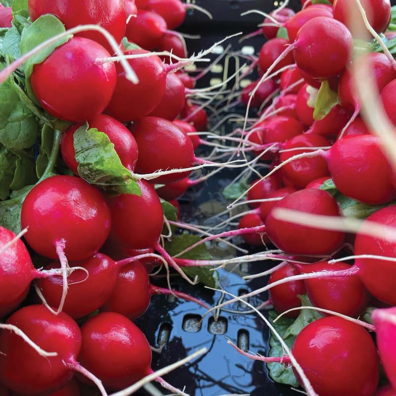 Radish Robello F1 Seed – Harris Seeds