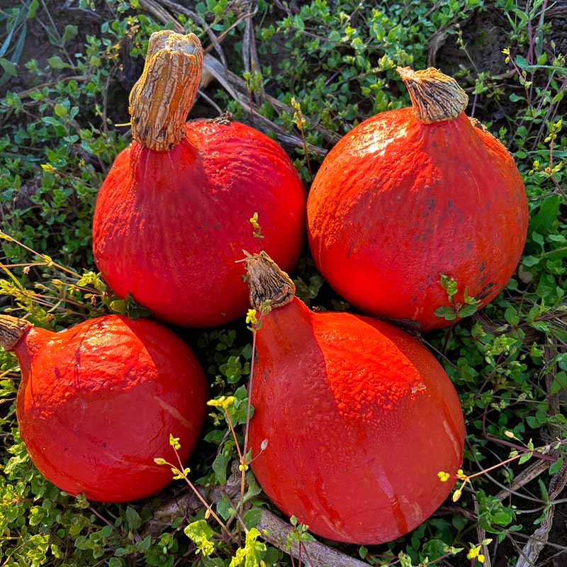 Squash Red Kuri Seed – Harris Seeds