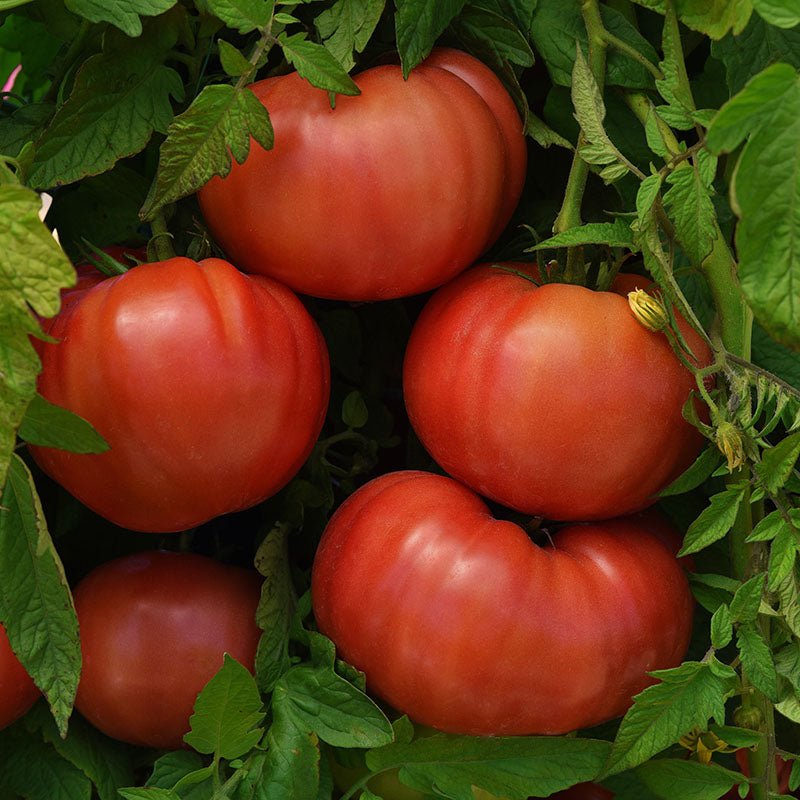 Tomato BlushingStar F1 Seed – Harris Seeds