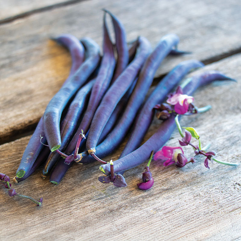 Bean Improved Purple Queen Seed – Harris Seeds