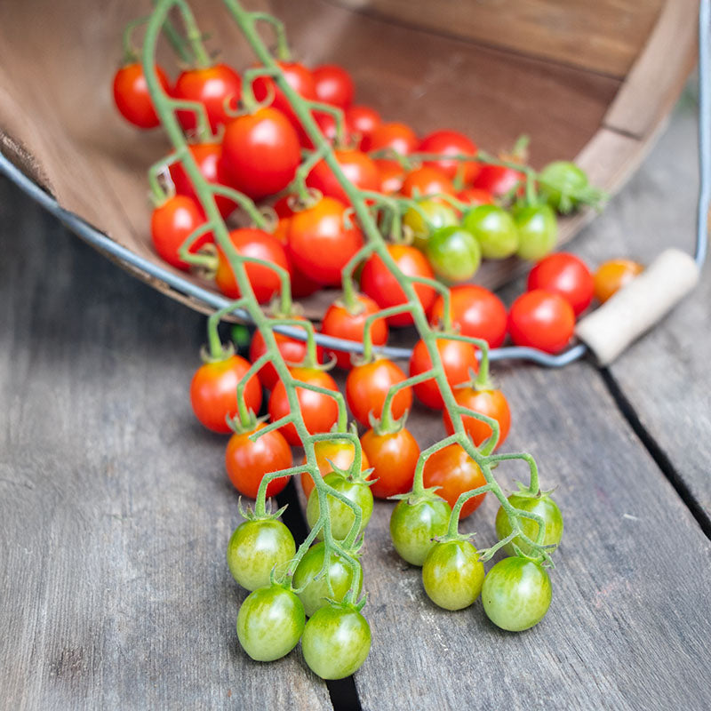 Tomato Tutti Frutti Cherry Baby Red F1 Seed – Harris Seeds